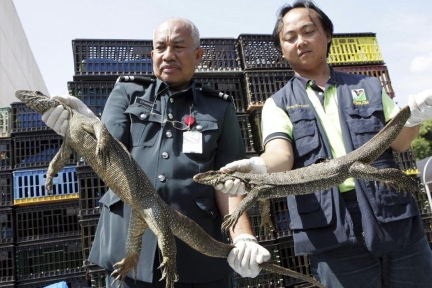 Komodo varanas pražudė Indonezijos žveją