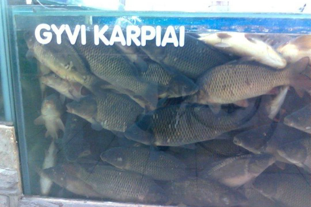 Gyva žuvis dar nereiškia, kad tai gera žuvis