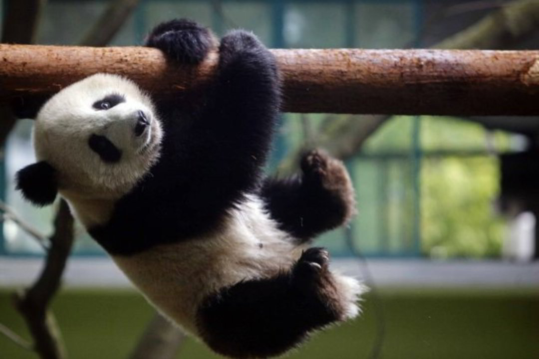 Kinija ruoš pandas gyvenimui laisvėje