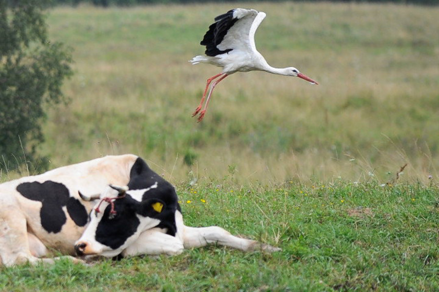 Per savaitgalio škvalus labiausiai nukentėję gyvūnai – gandrai