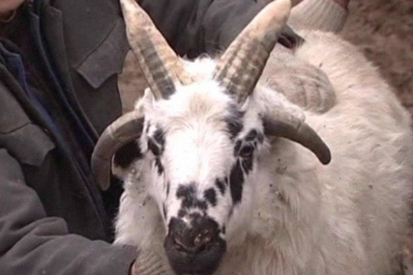 Kinus stebina keturragis avinas (video)