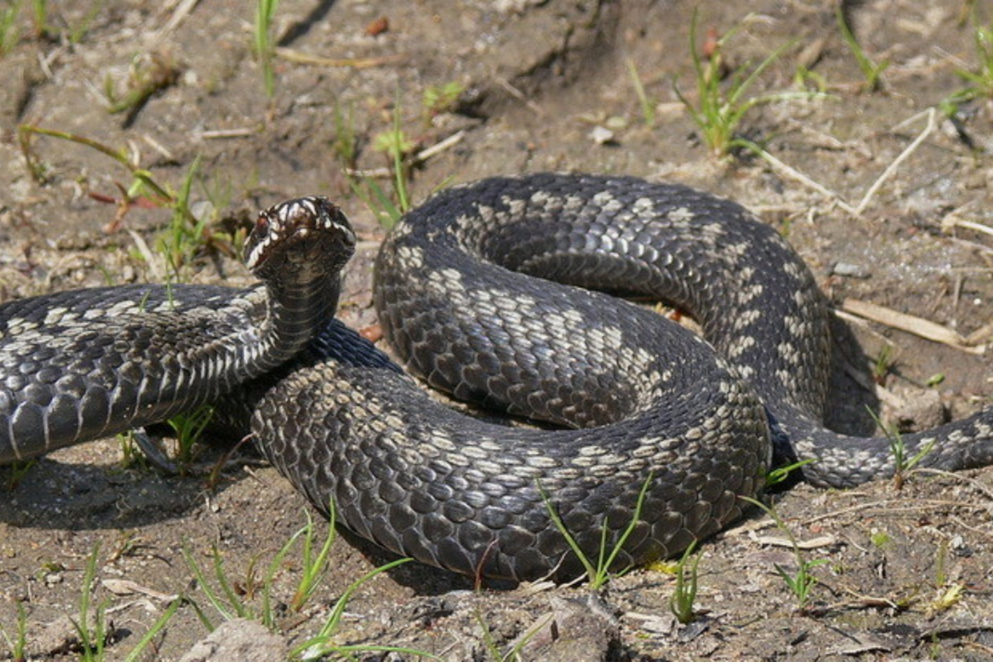 75 metų šiaulietei angis įkando prie namų slenksčio