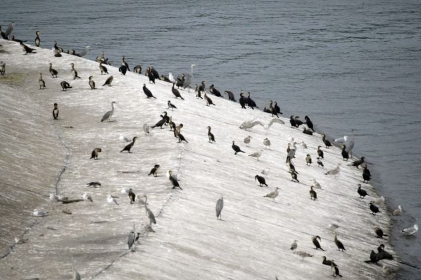 Nusiaubę Juodkrantę kormoranai hidroelektrinės prieigose telkiasi ...