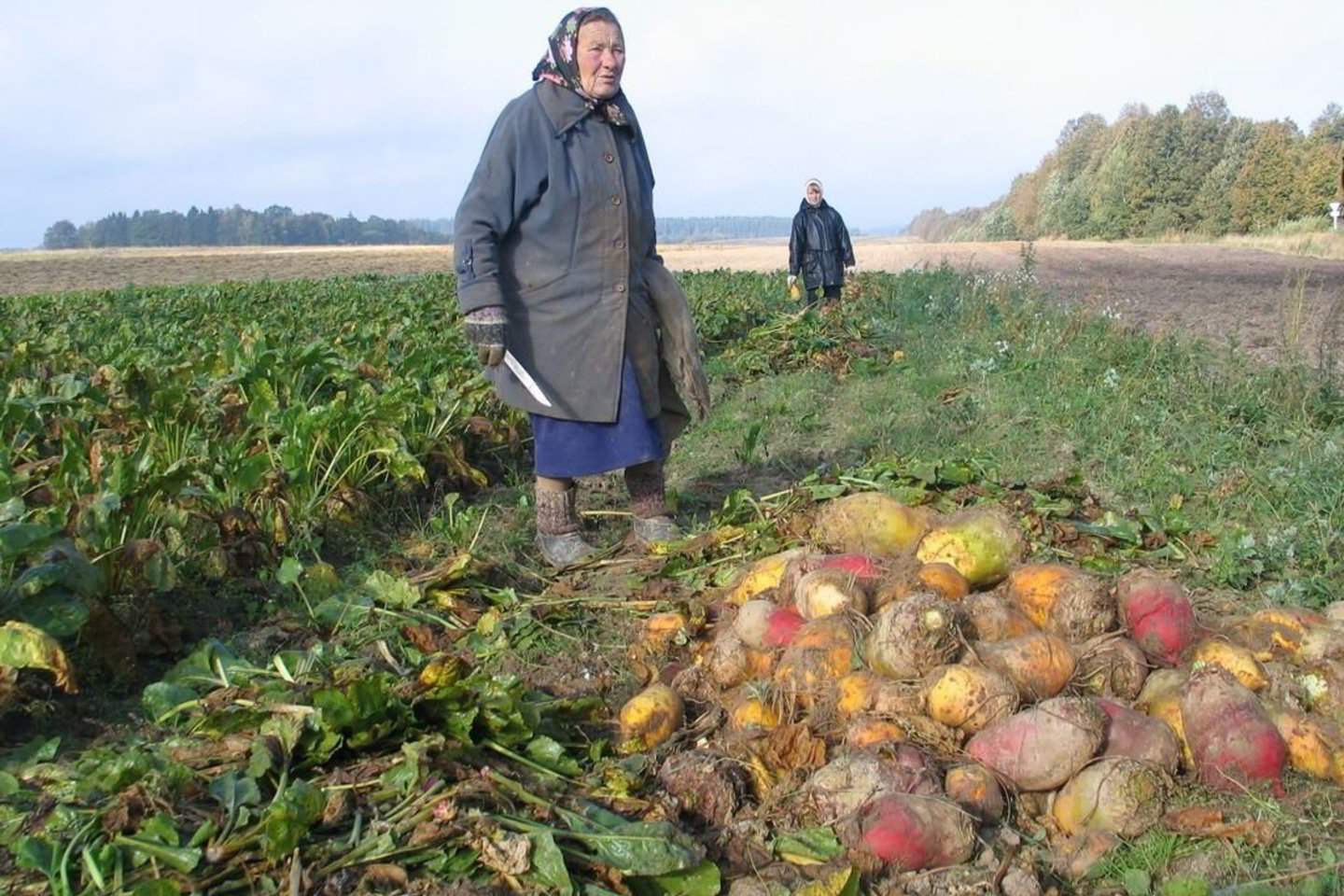 Marijampolę papuoš cukrinio runkelio skulptūra