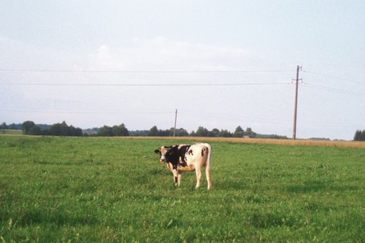 Lengvatos – gyvulininkystės ūkiams