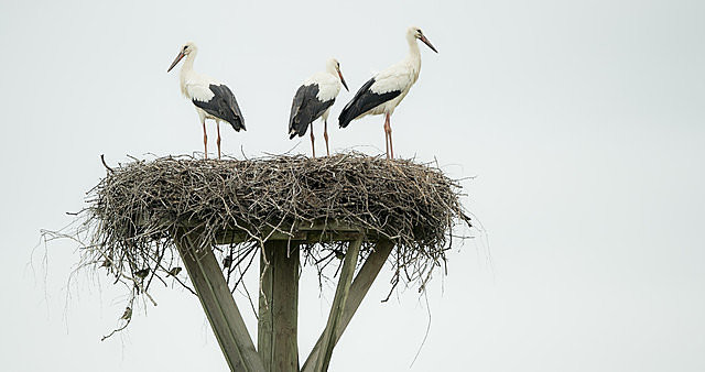 Iš Afrikos grįžtantys gandrai Lietuvoje pasirodys po Velykų