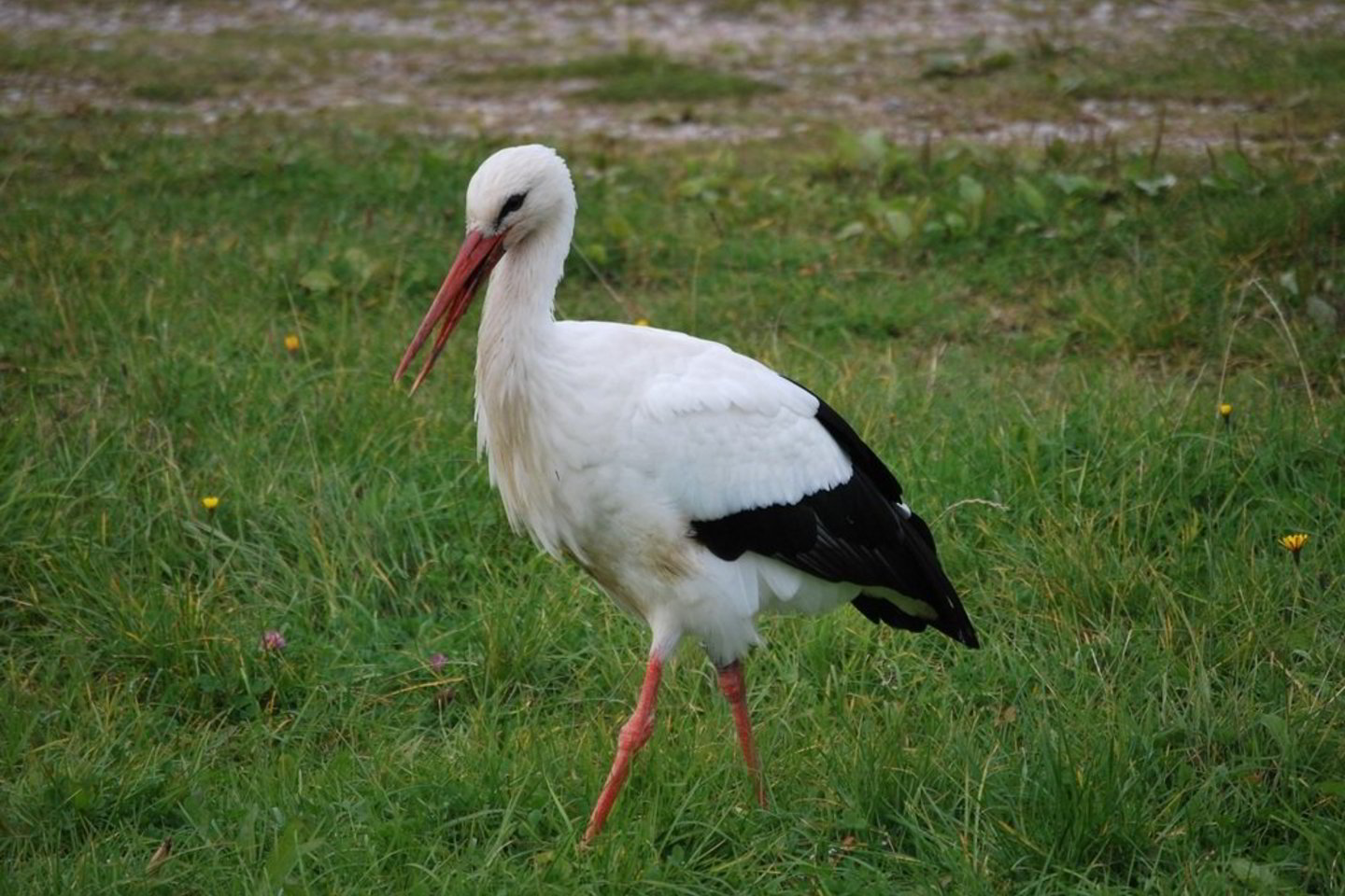 Baltojo gandro populiarumas – nuo užkeikto dvasininko iki vyndarystės ...