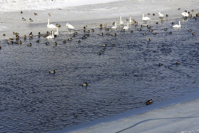 Skenduolės tapatybę padėjo nustatyti buto raktai