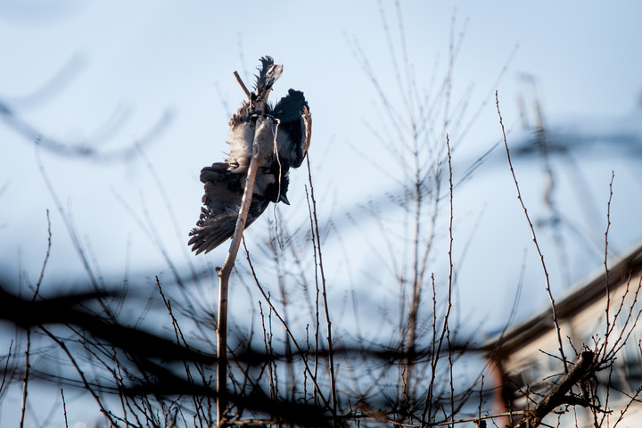 Ant kuolo pasmeigta varna šiurpina vilniečio kaimynus