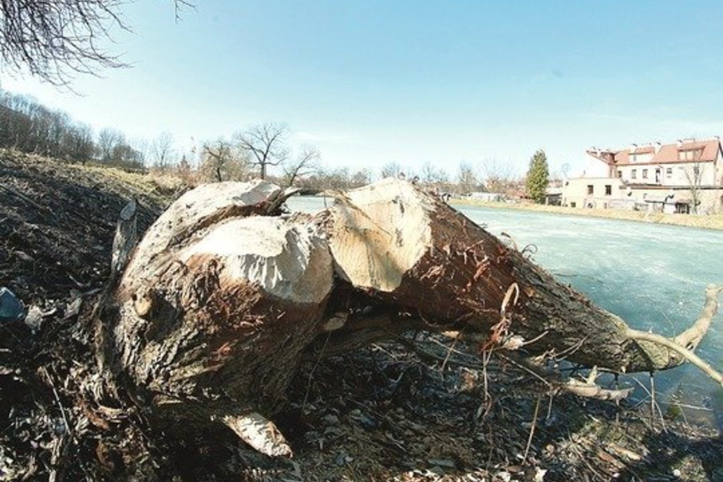Vilniaus Užupyje šeimininkauja bebrai