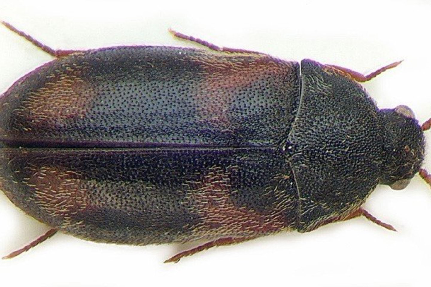 Vilniuje aptikta nauja vabalų rūšis