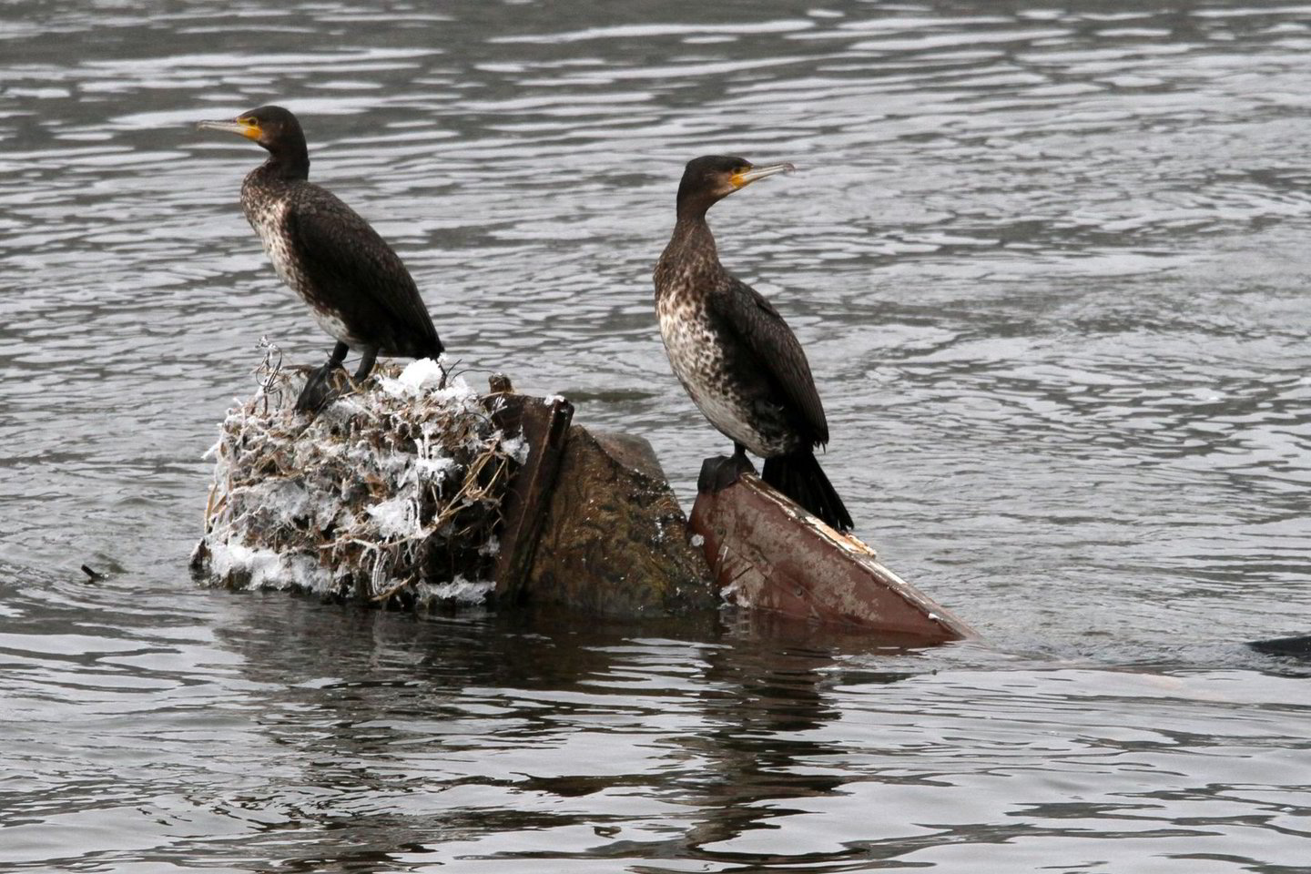 Nuo 2005-ųjų sumedžiota apie 10 tūkst. kormoranų