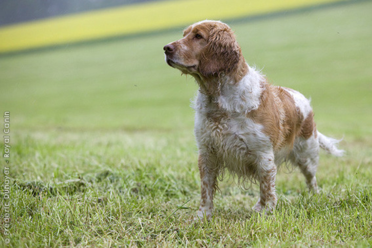 Vokiečių spanielis