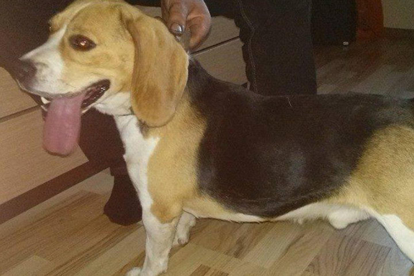 Rastas biglis - ieškomi šeimininkai