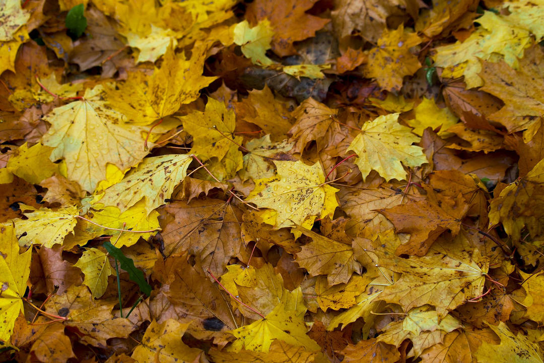 Šlapia rudens diena