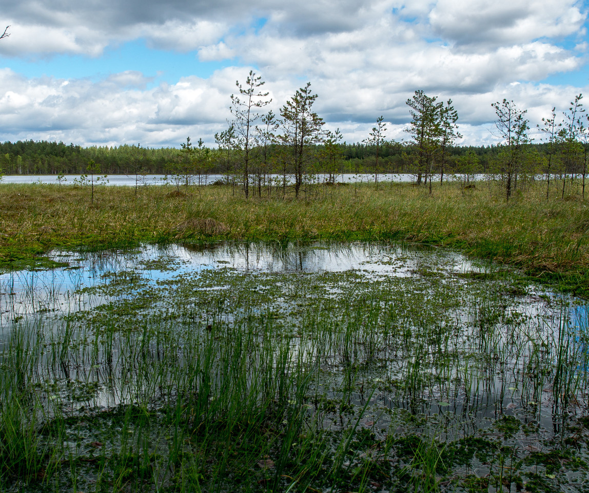 Pilna gyvybės pelkė
