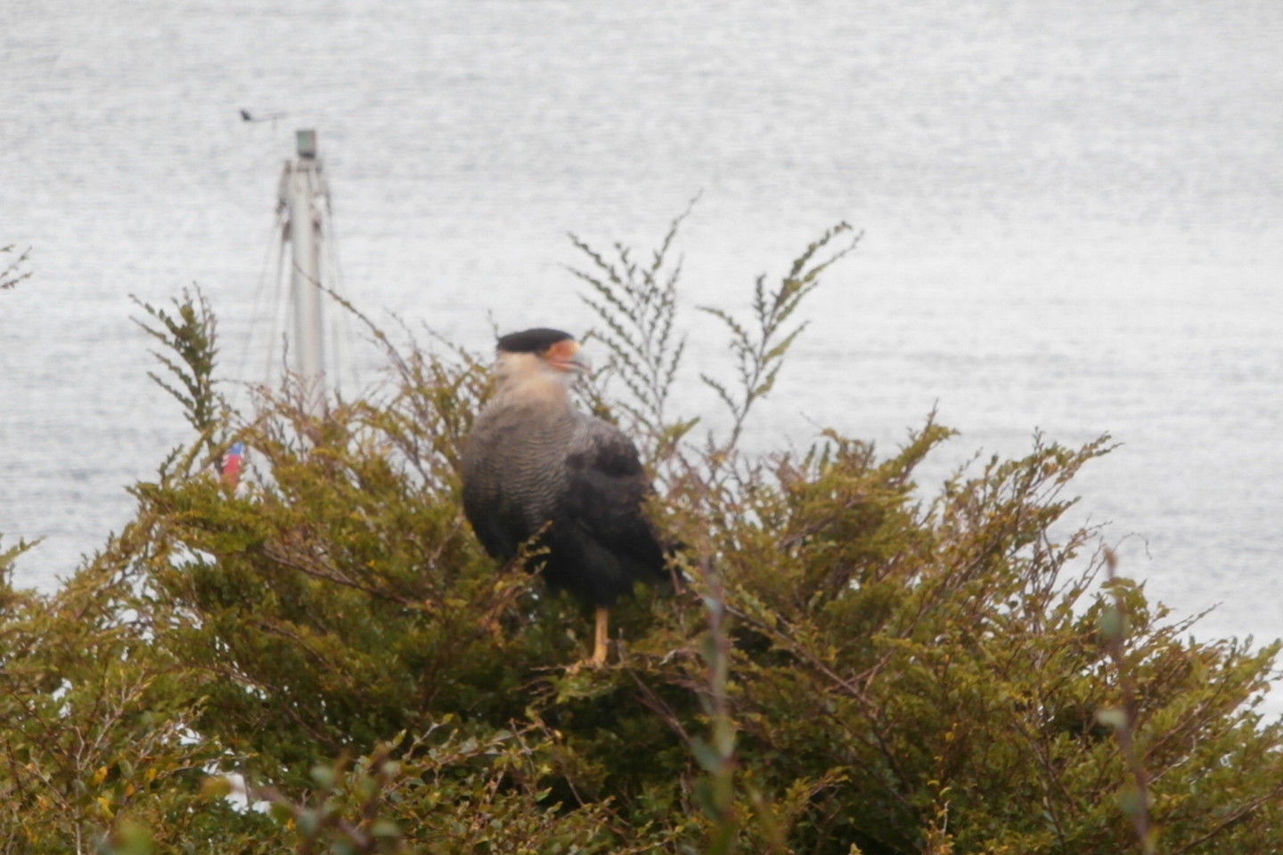 Magelano sąsiauryje buriuotoja ruošė lietuviškus valgius (8)