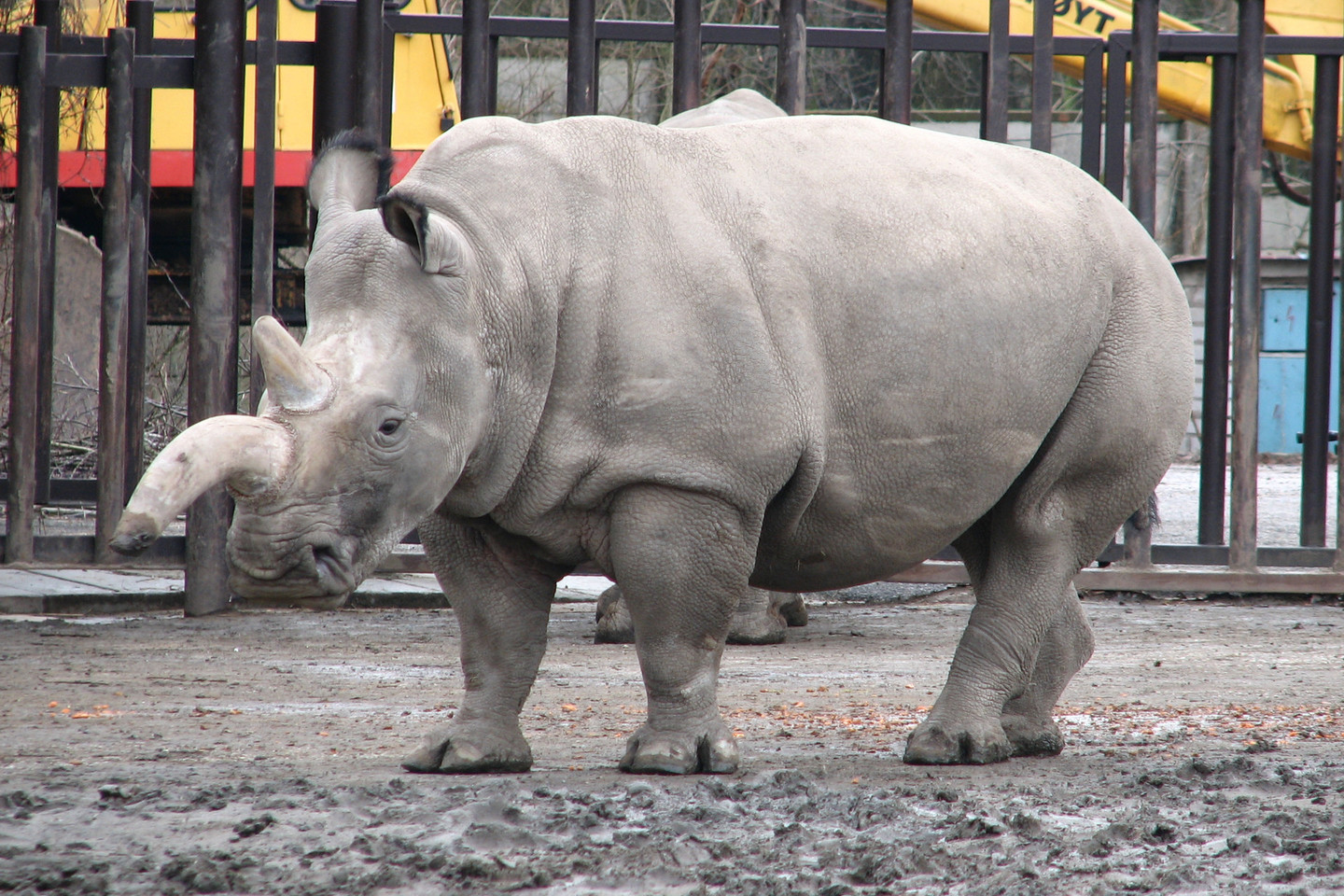 Neišgyveno šiaurės baltasis raganosis – pasaulyje liko tik trys
