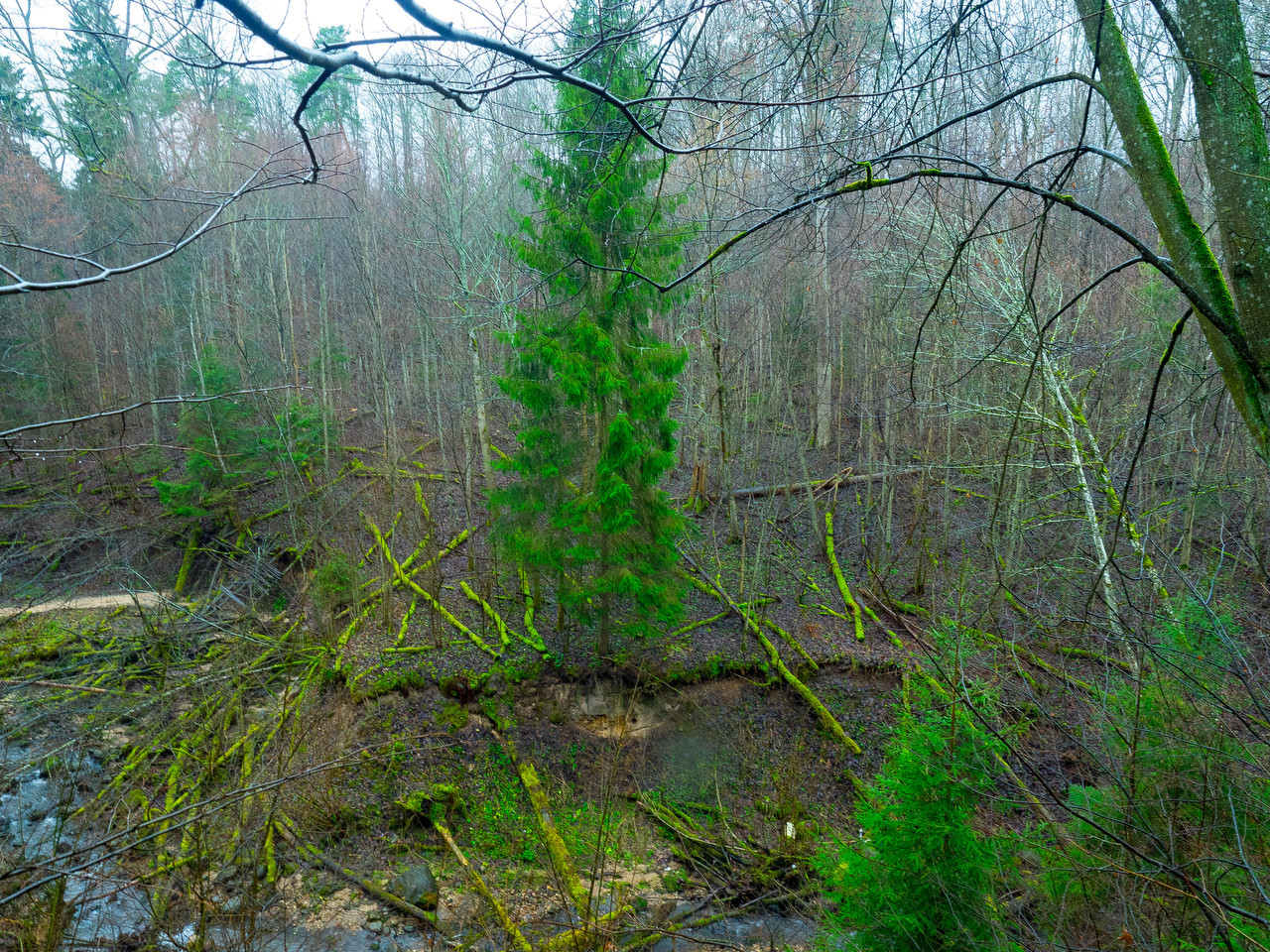 Verkių parke – dar daug žalumos ir žibuoklės pumpuras
