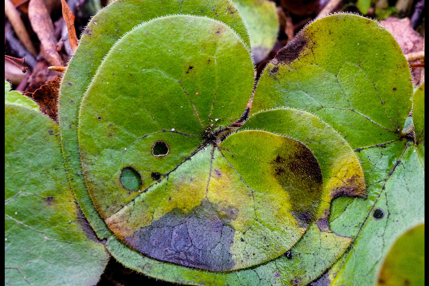 Vasaris prasidėjo, ledas į gabalus sutrupėjo