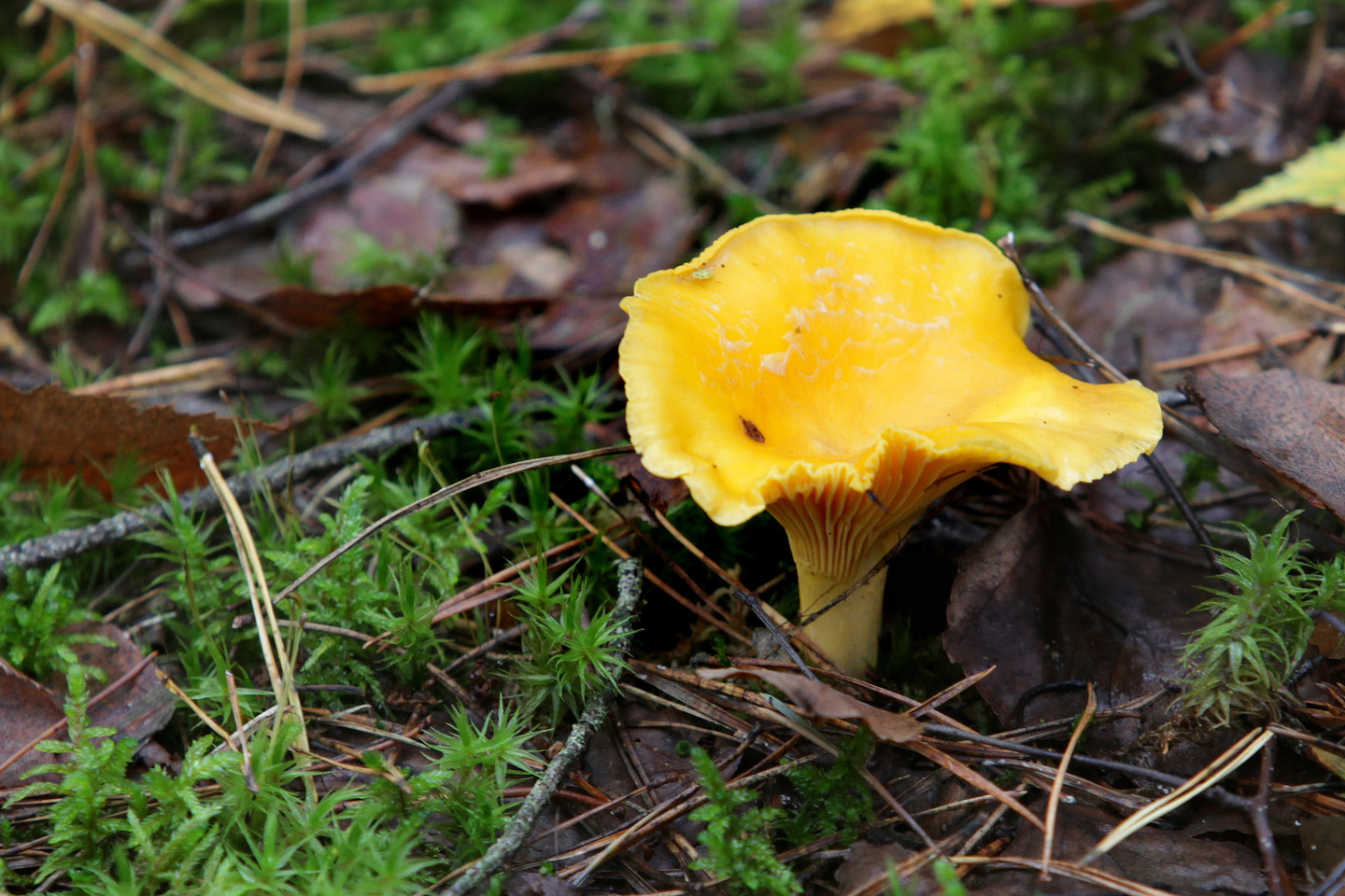 Grybautojai galės rinkti visus baravykus ir voveraites