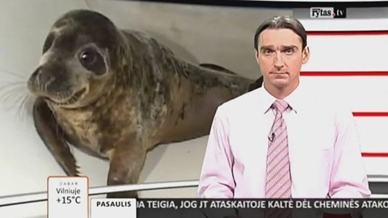 „Reporteris“: Klaipėdoje į laisvę paleisti keturi jūrų ruoniai (II)