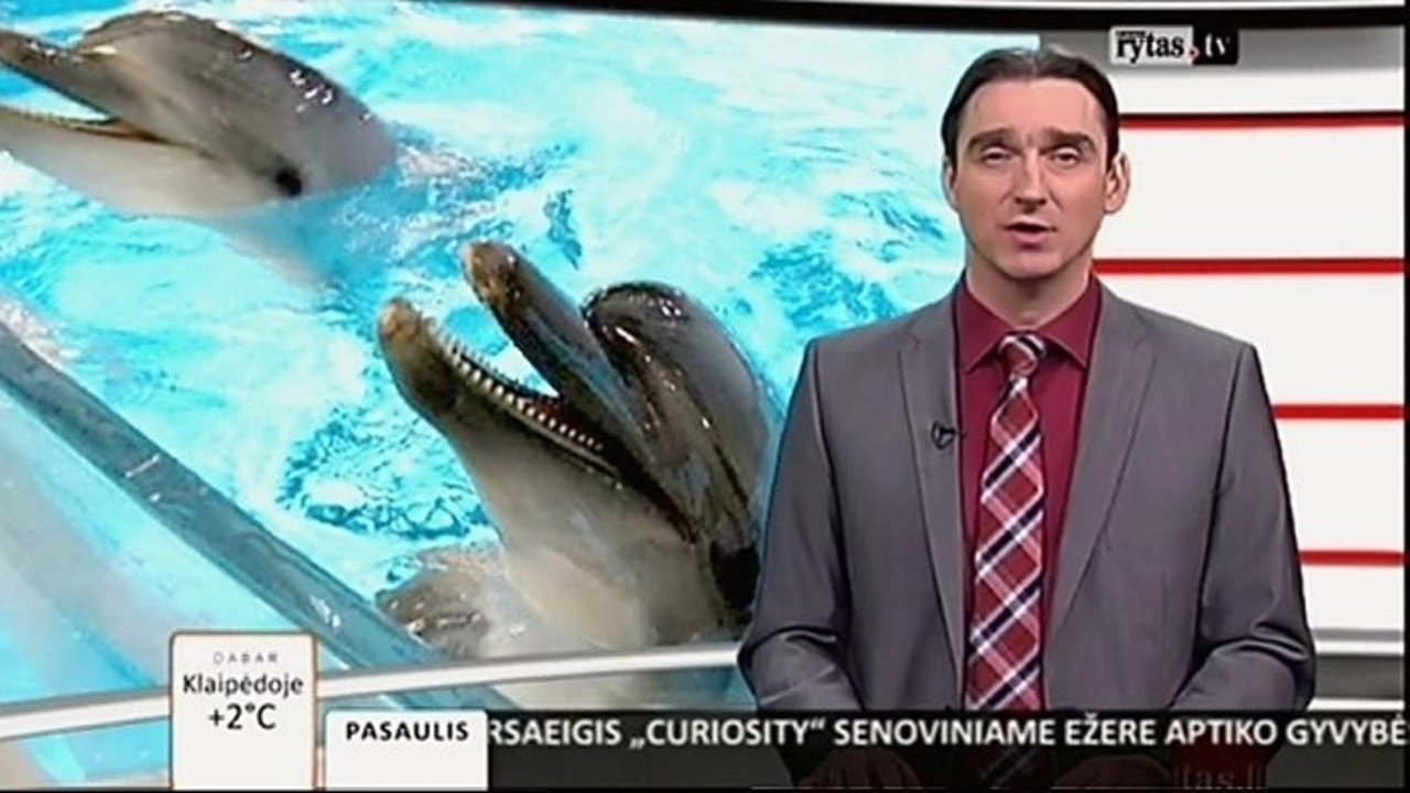 „Reporteris“: prieš porą mėnesių iš Graikijos į Lietuvą grįžę delfinai ...