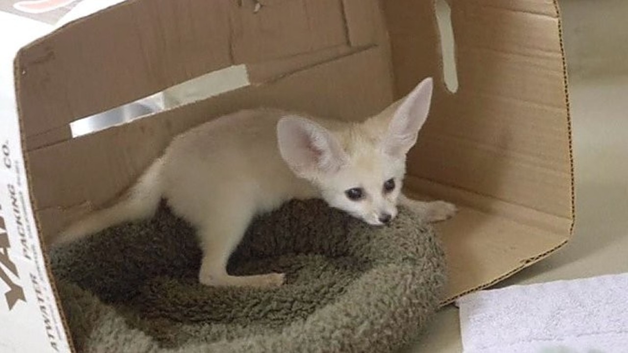 Mažiausia pasaulyje lapė primena pasiutusį kačiuką