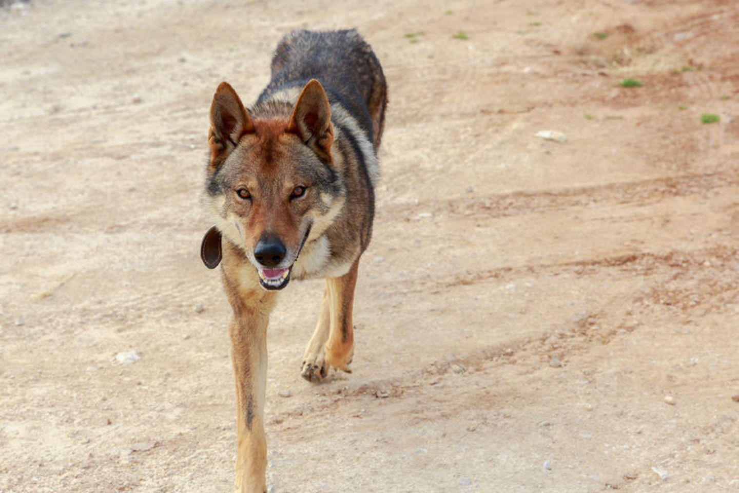Kaune vilkšunis mergaitei įkando į nosį, lūpą ir skruostą