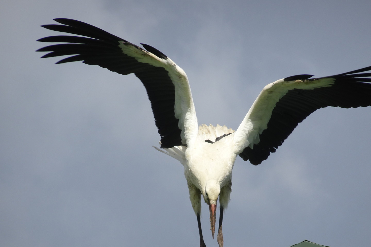 Lietuvą palikti jau ruošiasi gandrai