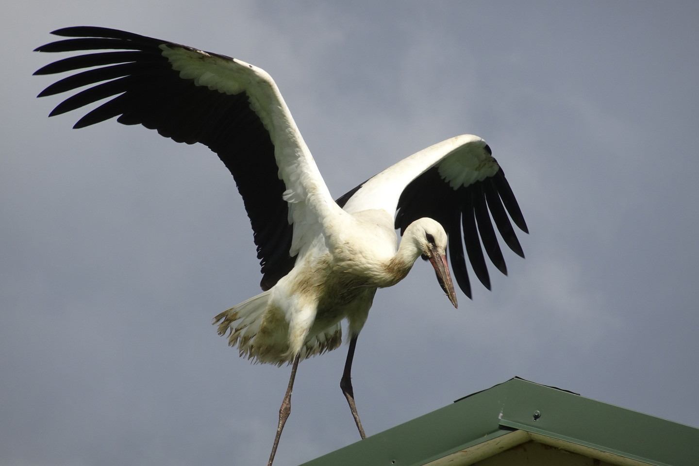 Lietuvą palikti jau ruošiasi gandrai
