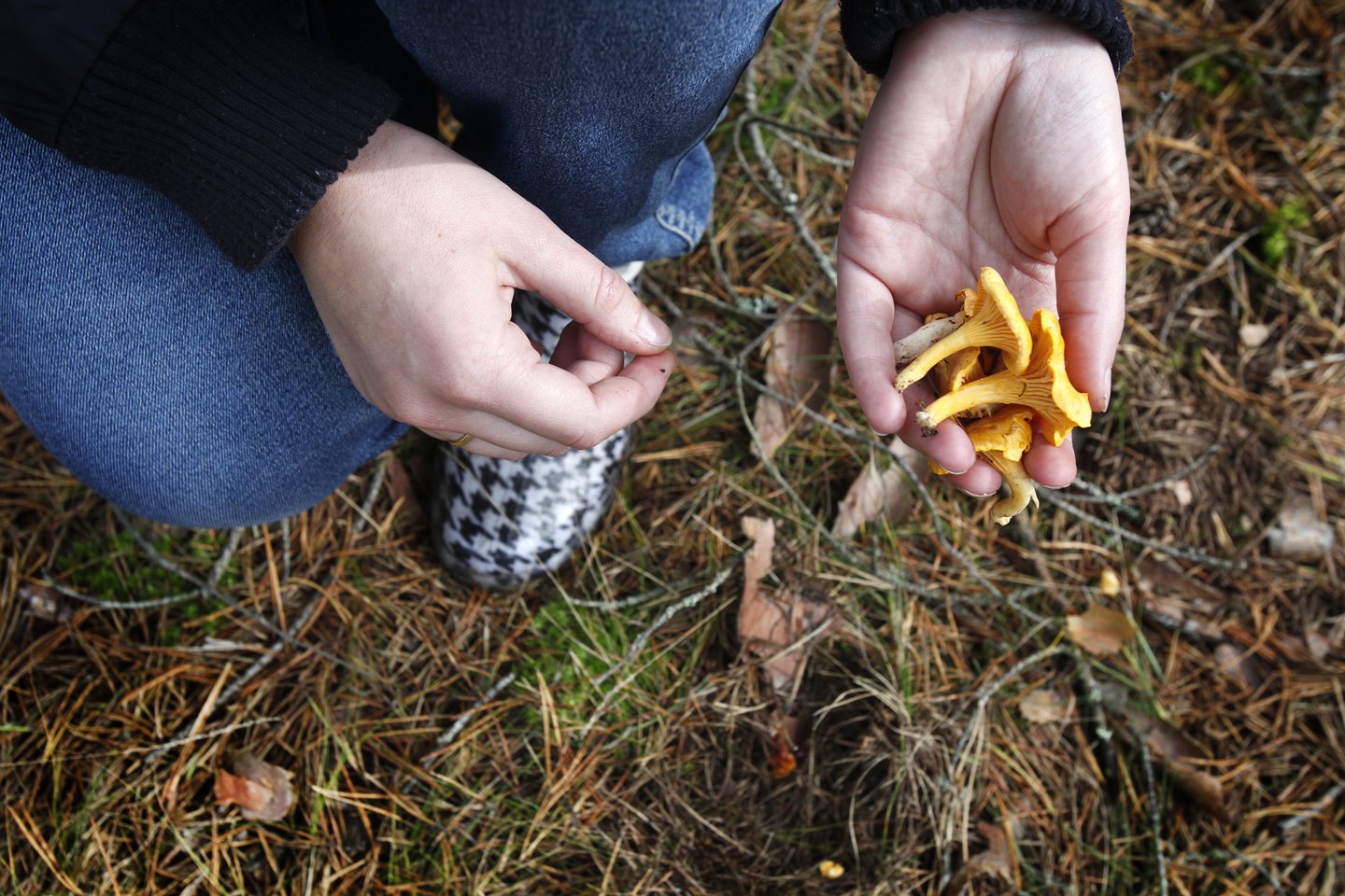 Lietuvoje – grybų krizė: baravykų neranda net patyrę grybautojai