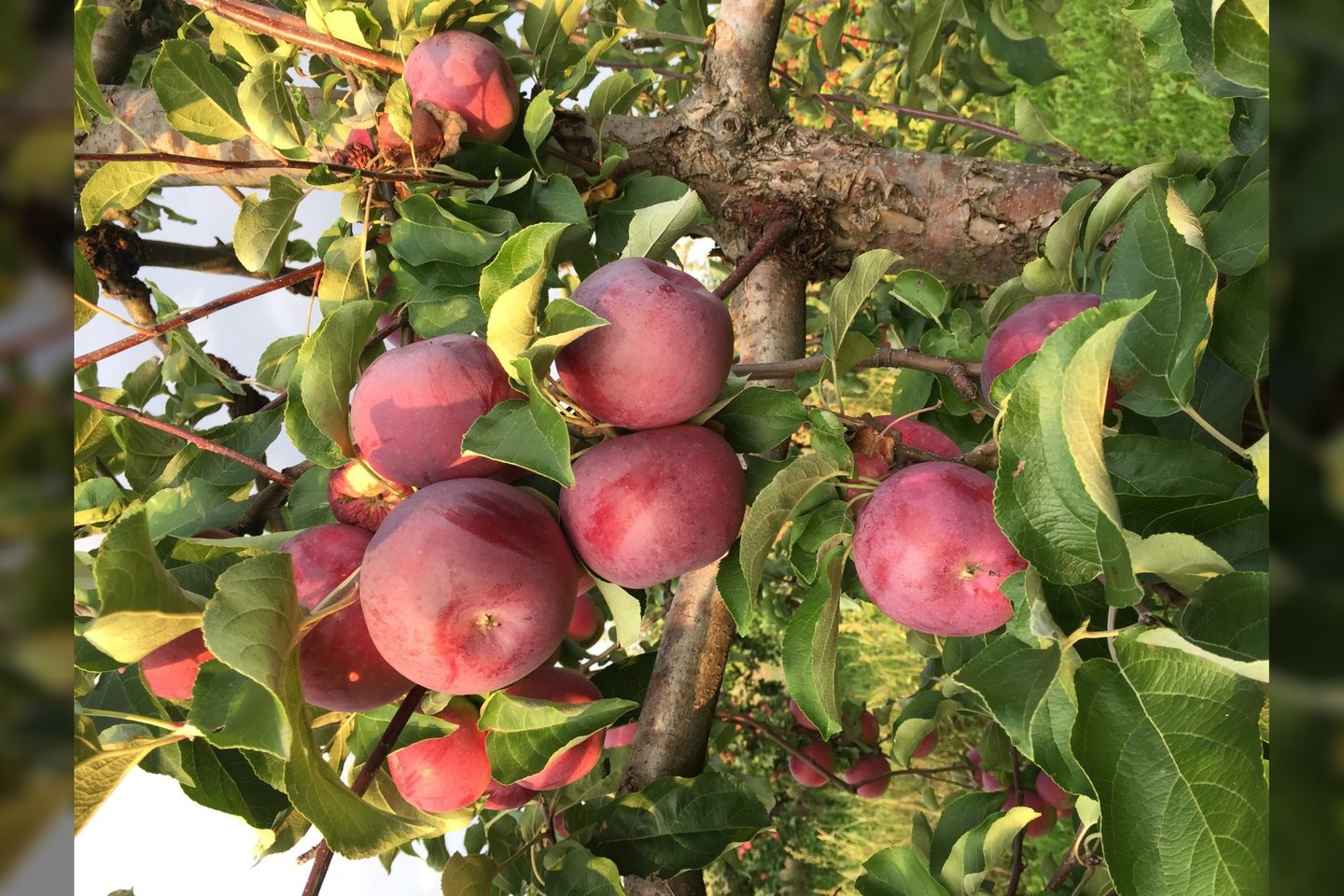 Lietuviški obuoliai – ne visi vienodi. Į ką atkreipti dėmesį renkantis?