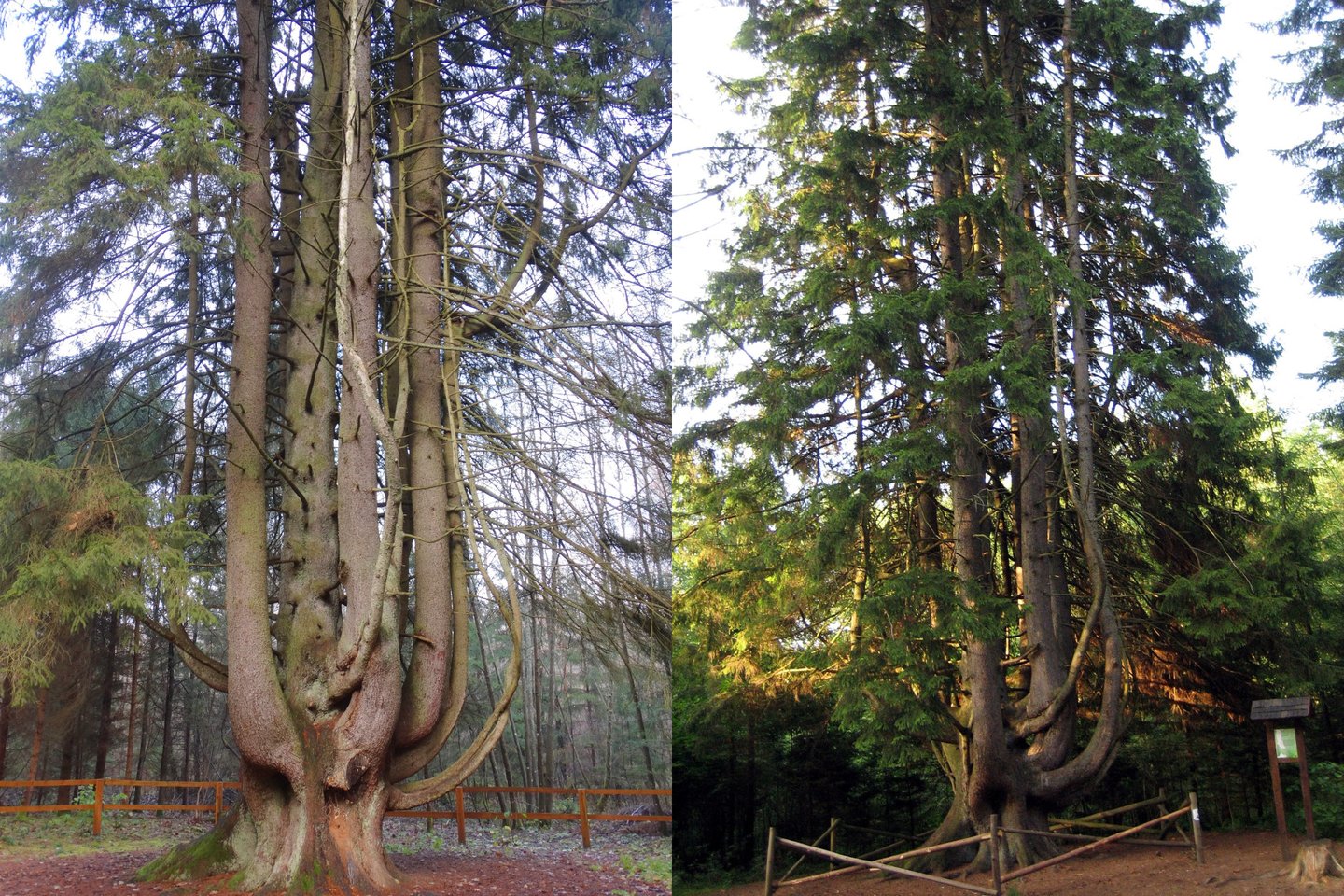 11 puikių gamtos vietų Lietuvoje, kurias verta aplankyti saulėtą savaitgalį