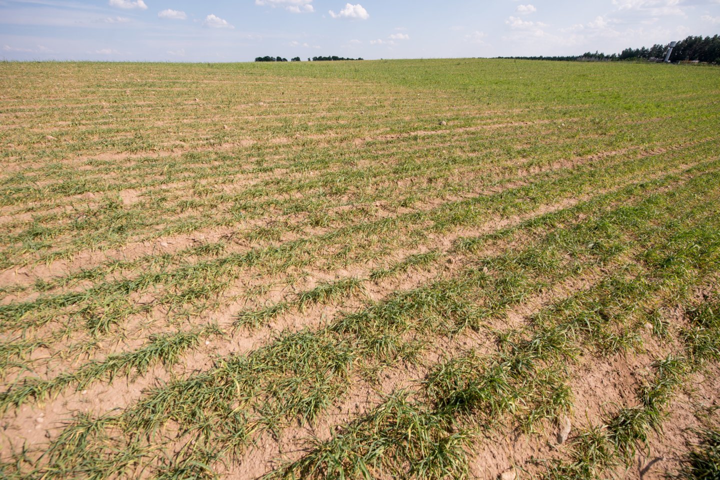 Klimatologas: dėl kritulių trūkumo Lietuvoje – pokyčiai dirvožemyje ...