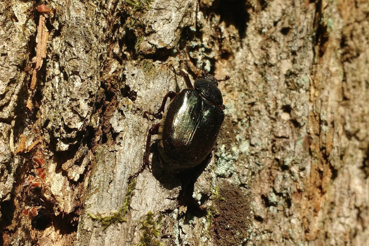 Zoologijos sode – ypatingas atvejis: pirmą kartą išaugintos nykstančio ...