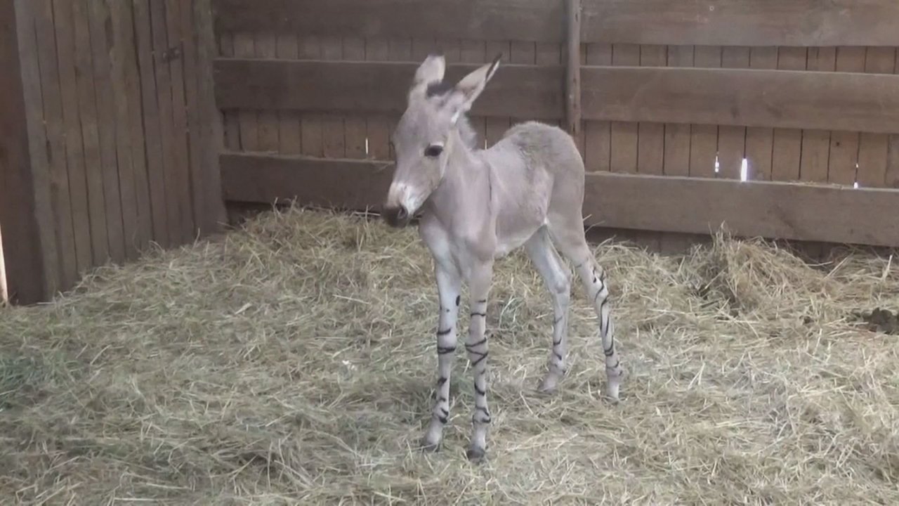 Džiaugsminga diena Čilės zoologijos sode: gimė du reti Afrikos ...