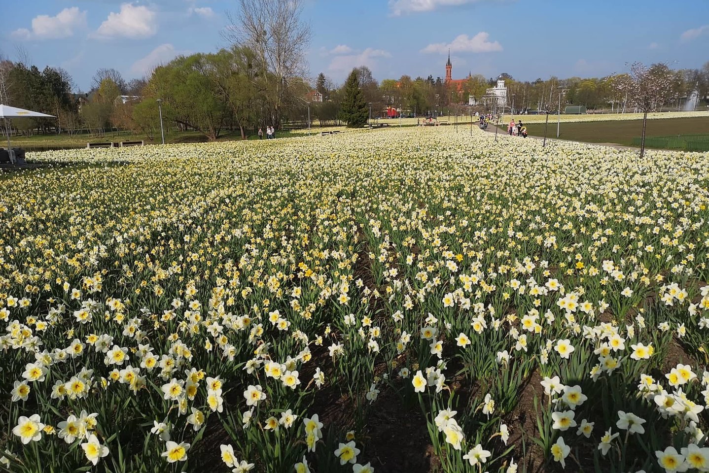 Įspūdinga narcizų jūra jau skleidžia žiedus – Narcizų žydėjimas ...
