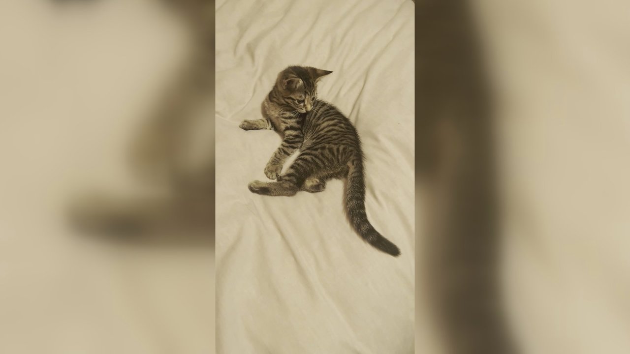 Naktinės katino linksmybės: išdykusį augintinį sudomino jo pačio uodega