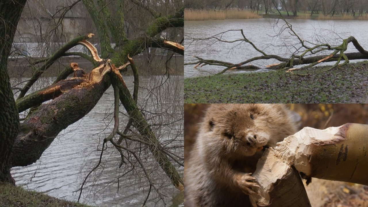 Klaipėdoje bebrai iš peties pasidarbavo: miesto valdžiai graužikai ...