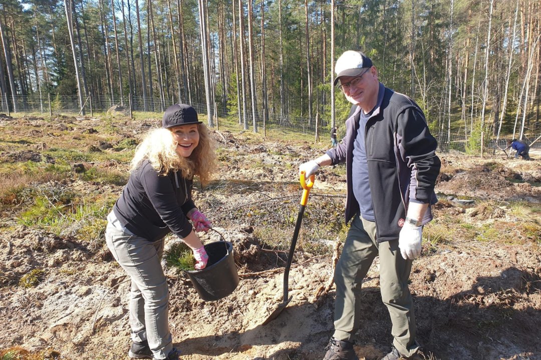First forest harvest of the year: almost 27 000 trees will get green