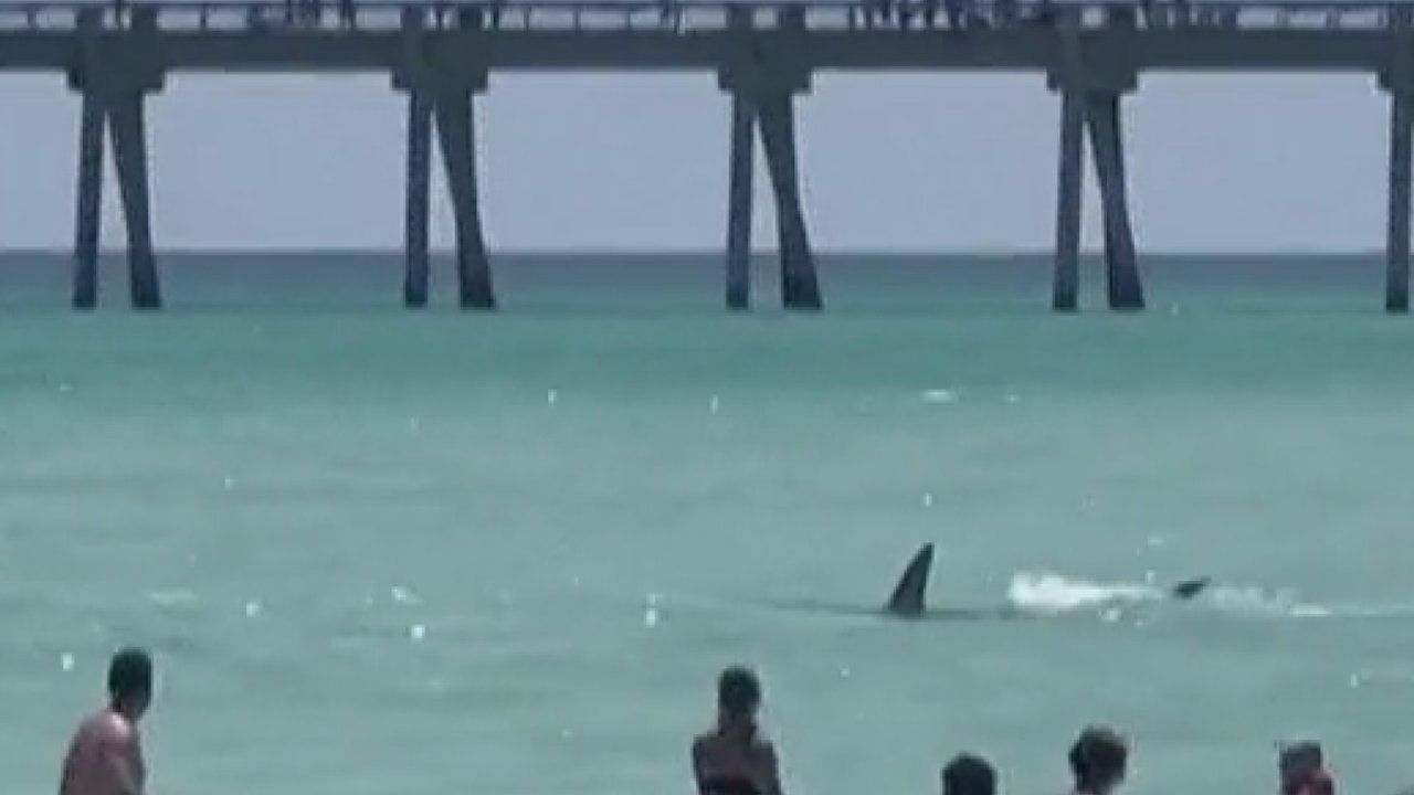 Užfiksuotas ryklys, atplaukęs į Floridos paplūdimio krantą – įbauginti ...