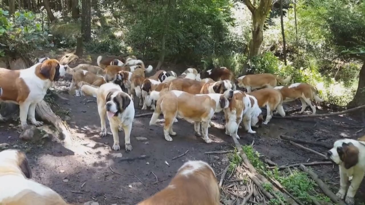 Senbernarų veislės šunys išlieka pagalba žmonėms: nors alpinistus ...