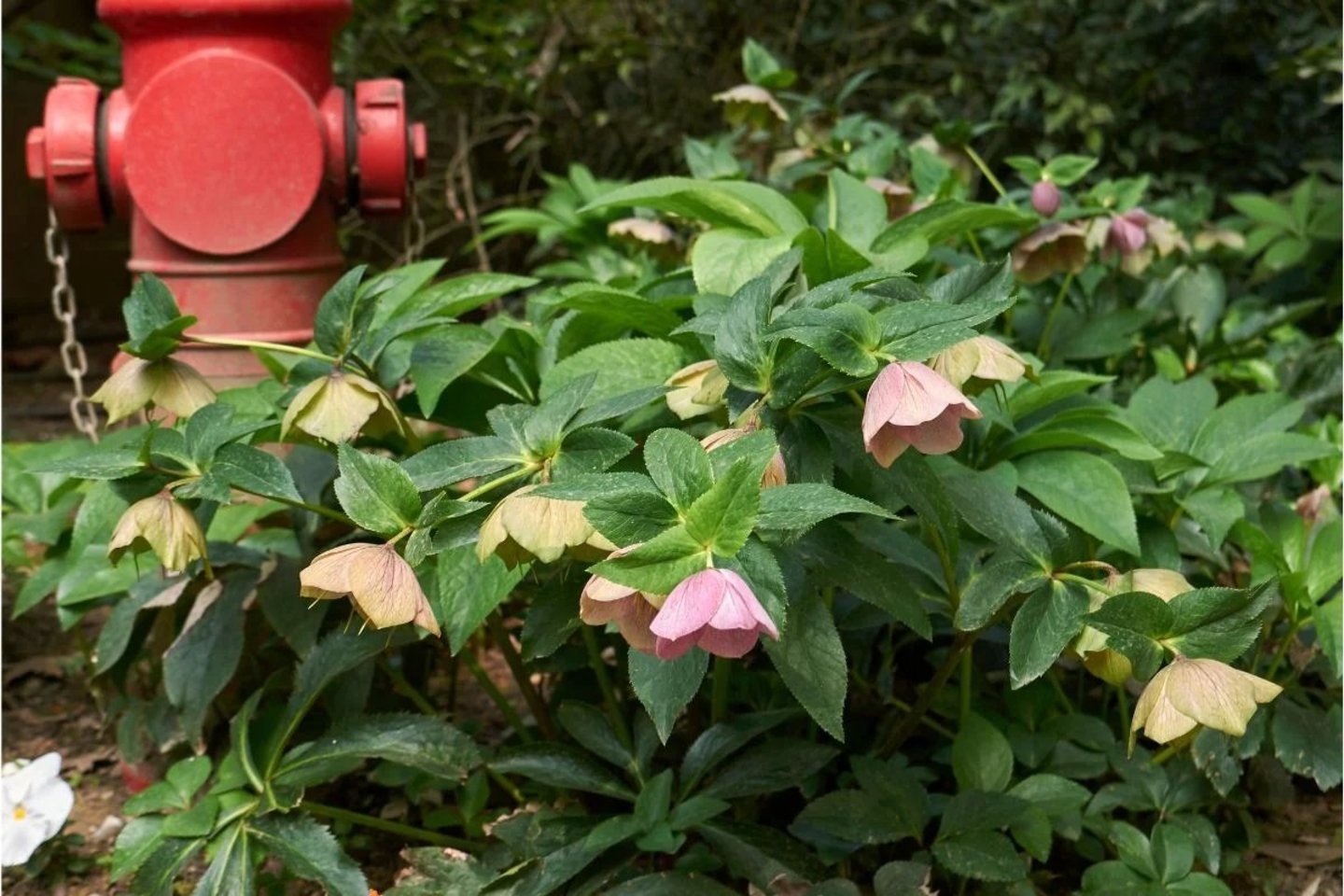 Nuodingas, bet unikalus augalas – pražysta gėlyne net žiemą: kaip ir ...