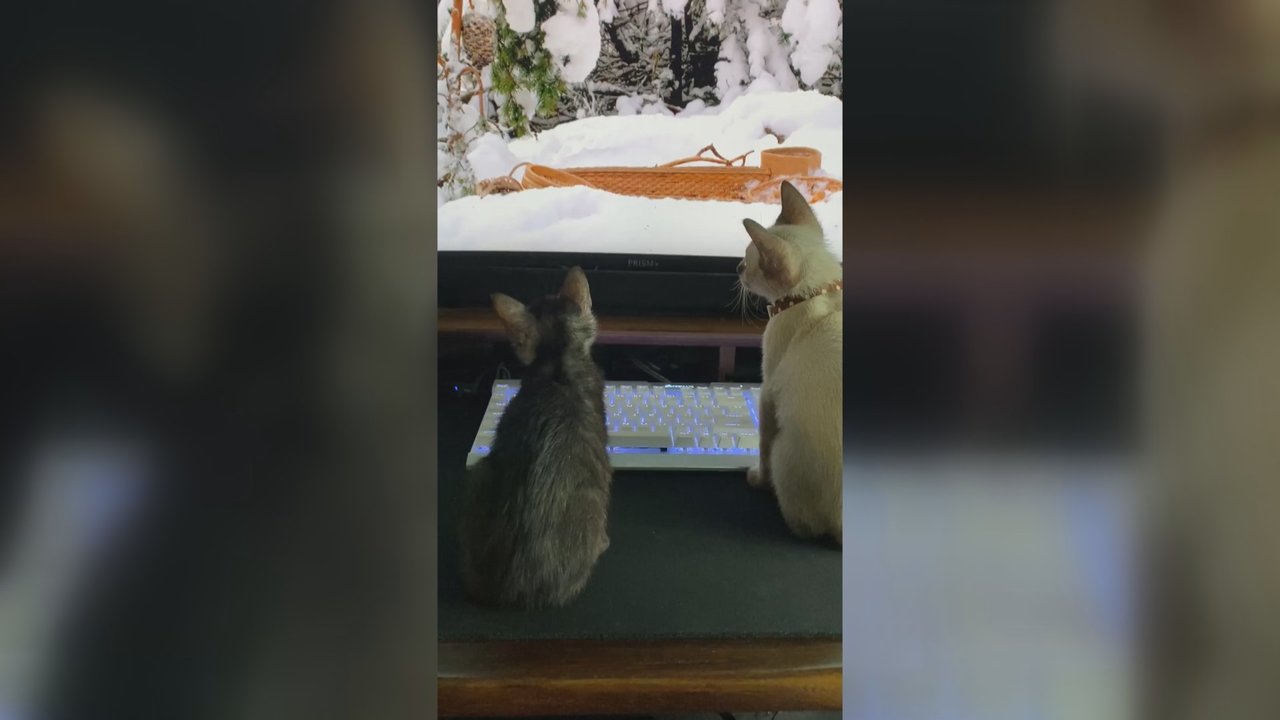 Pasidalijo puikiu metodu, pavargusiems nuo augintinių siautėjimo ...