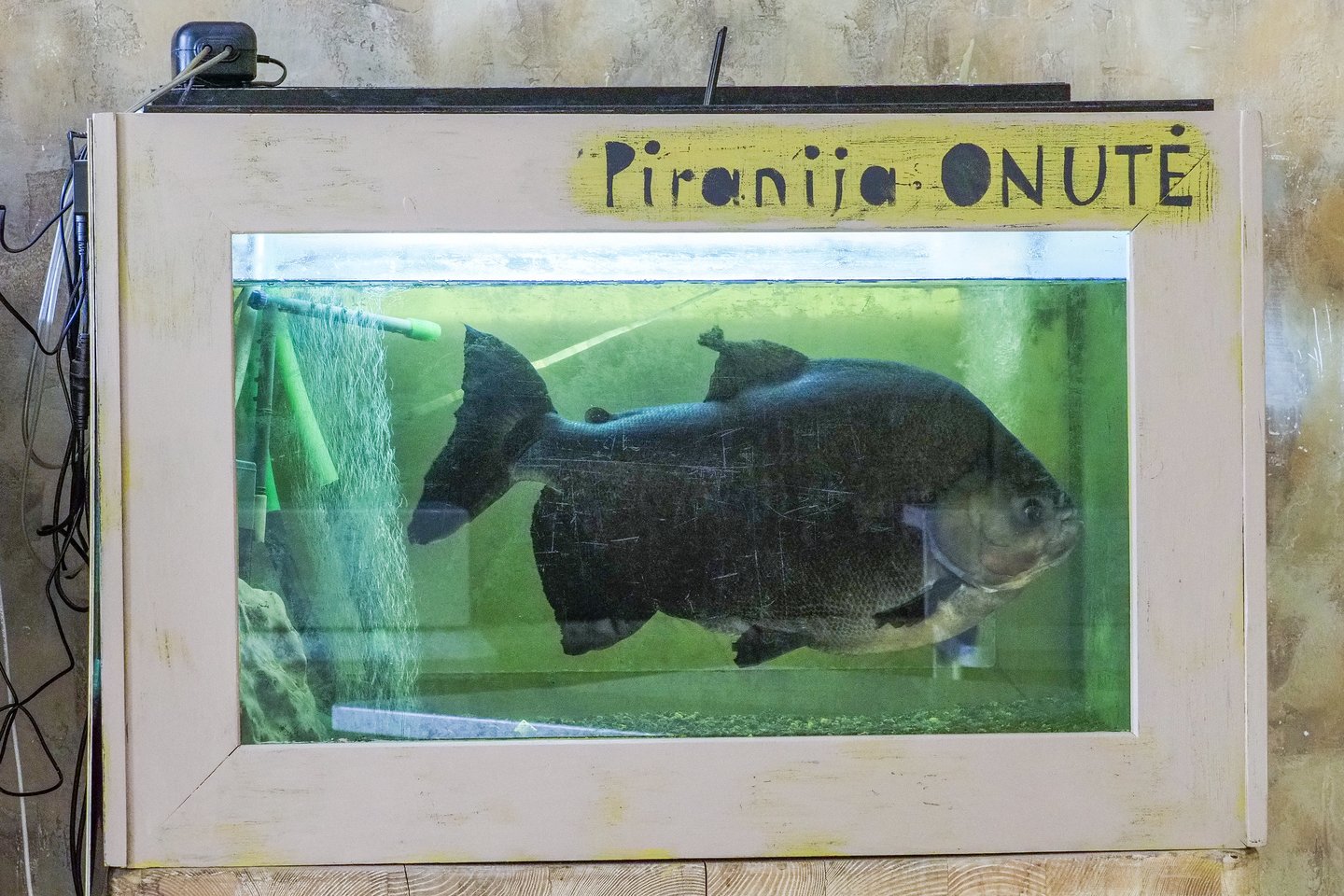 Piranija Onutė tapo Vilniaus teatro simboliu: žuvies dydis stebina