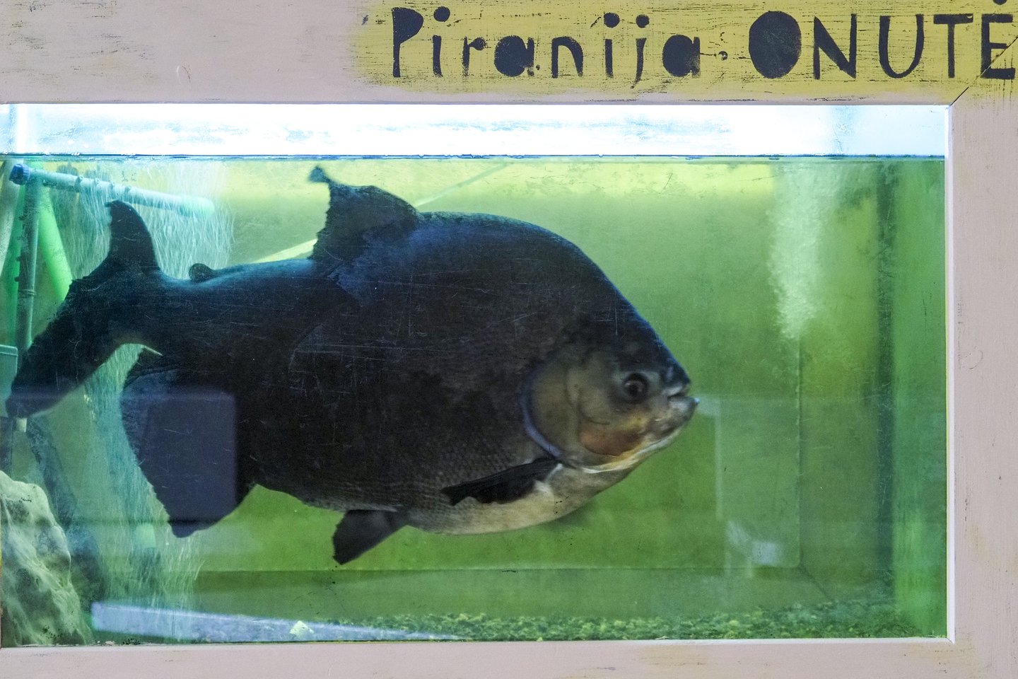 Piranija Onutė tapo Vilniaus teatro simboliu: žuvies dydis stebina