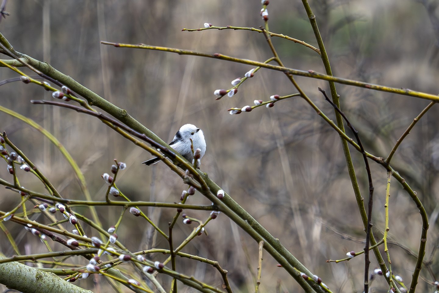 Džiuginantys pavasario ženklai: besiskleidžiantys „kačiukai“ ir iš ...