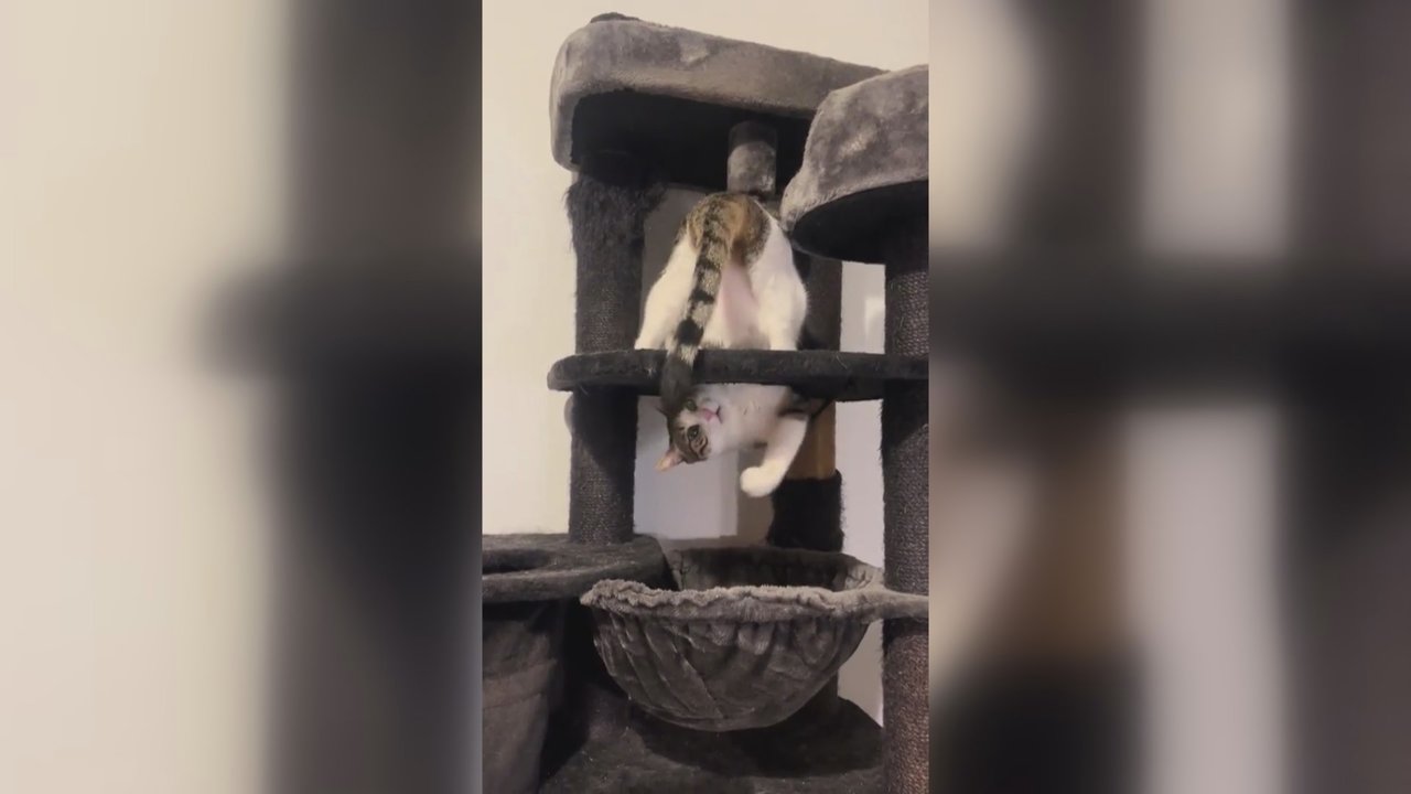 Katino uodega tapo mįsle: keturkojis nesuprato, kas įvyko