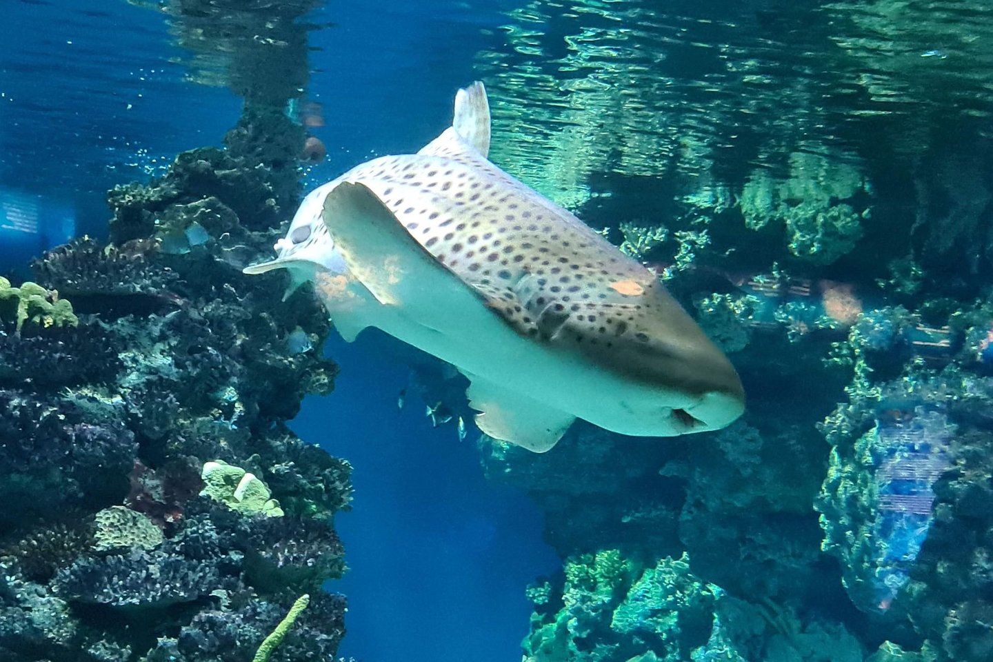 Rykliai yra senesni už dinozaurus bei medžius – ir štai kodėl jiems ...